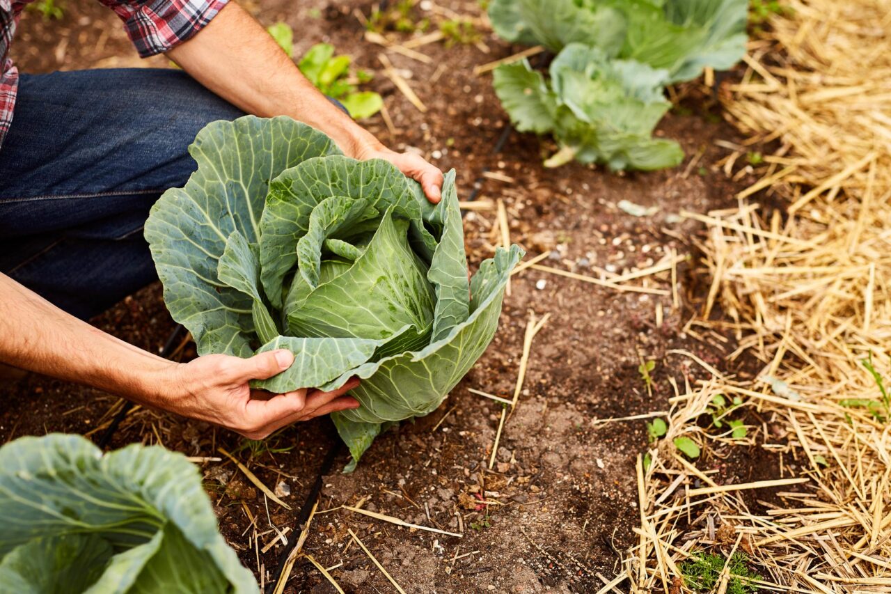 Food and Nutrition Security - Fertilizer